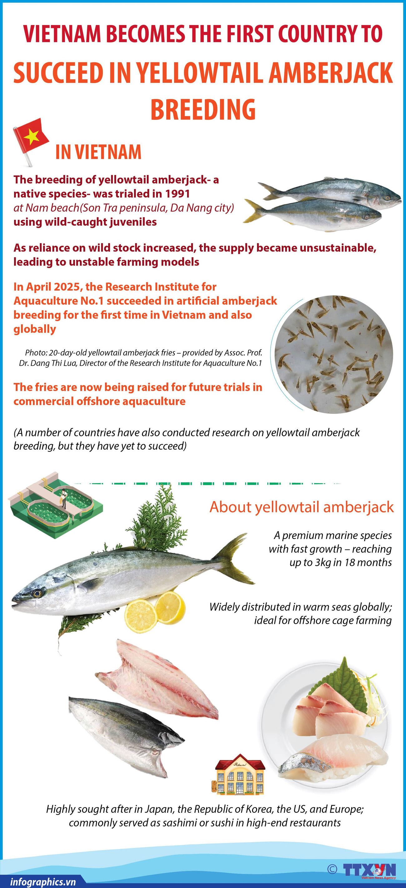 Vietnam becomes the first country to successfully breed yellowtail ...